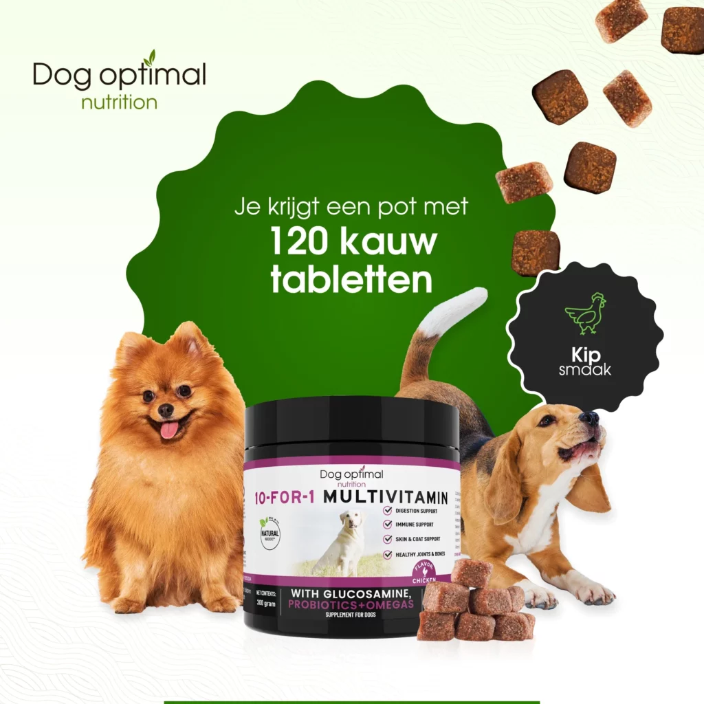 Algehele gezondheid van je hond onderhouden: 6 tips