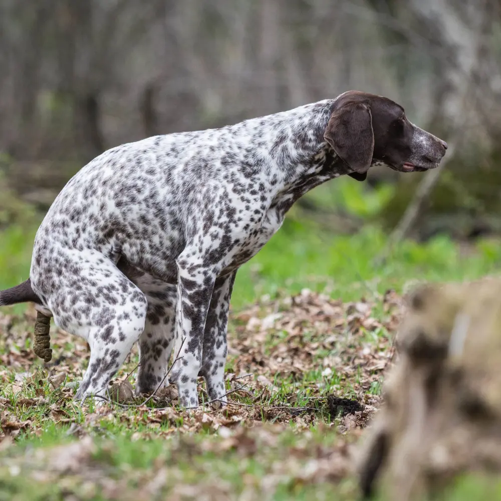 Diarree bij honden: Oorzaak en behandeling - Dog Optimal