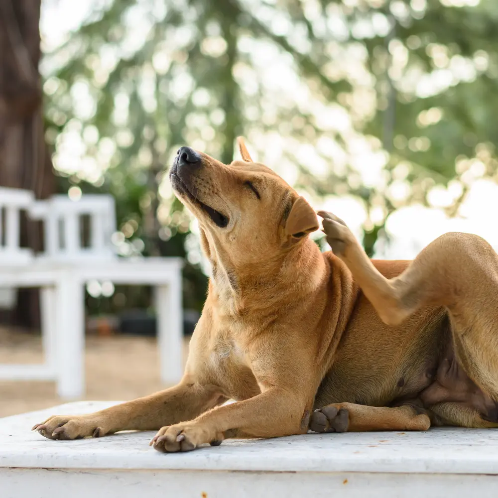 Krabt je hond veel? Lees hier alles over veel krabben bij honden
