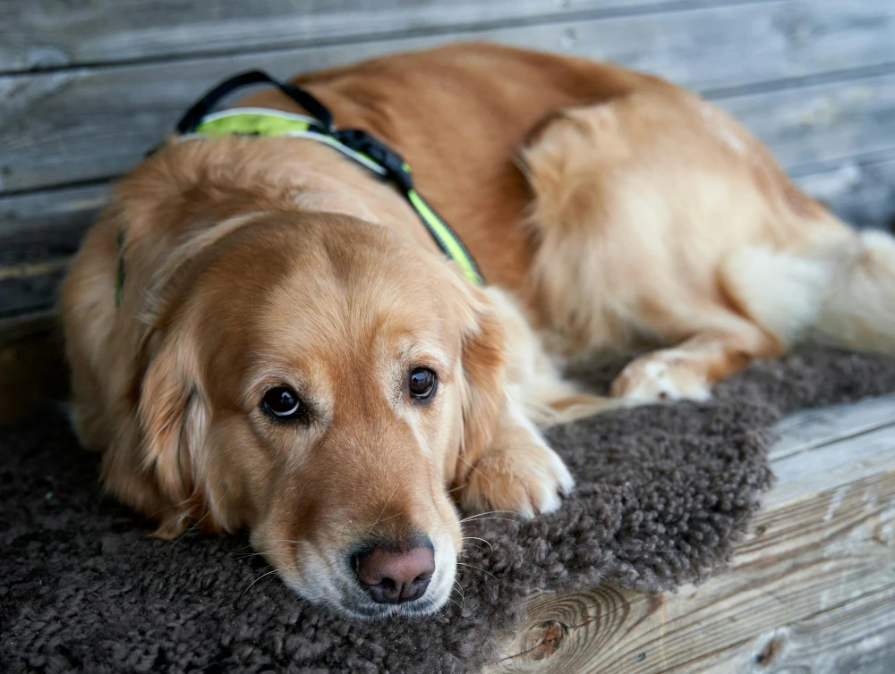 Darmen hond: Darmflora hond herstellen - Dog Optimal