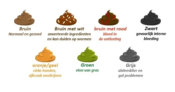 Diarree bij honden: Wat zijn de oorzaken en oplossingen?