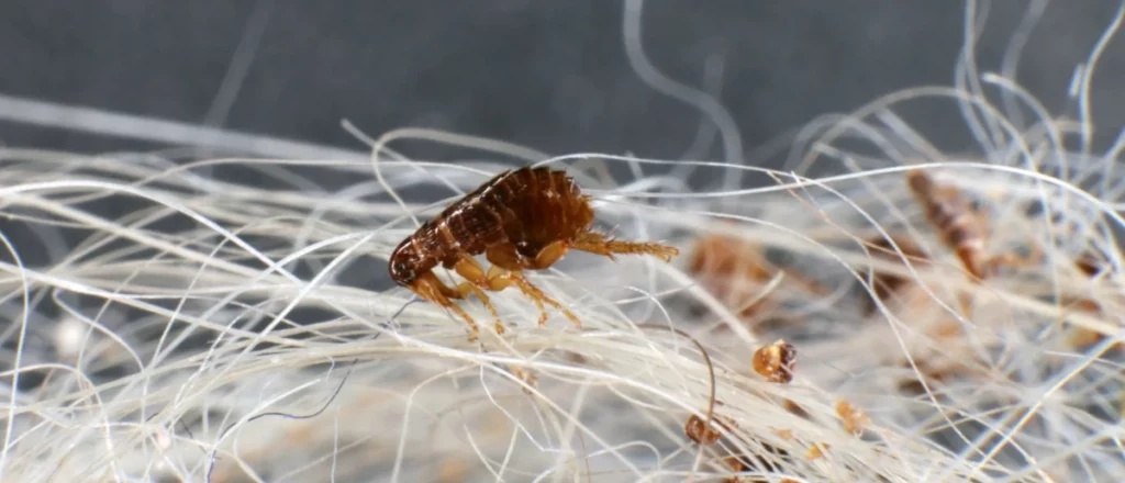Vlooien bij honden bestrijden en voorkomen - Dog Optimal