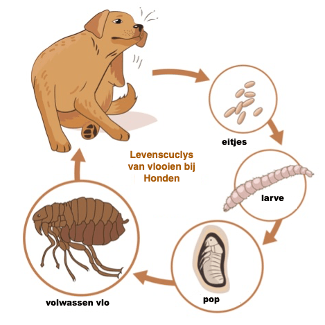 Vlooien bij honden bestrijden en voorkomen - Dog Optimal